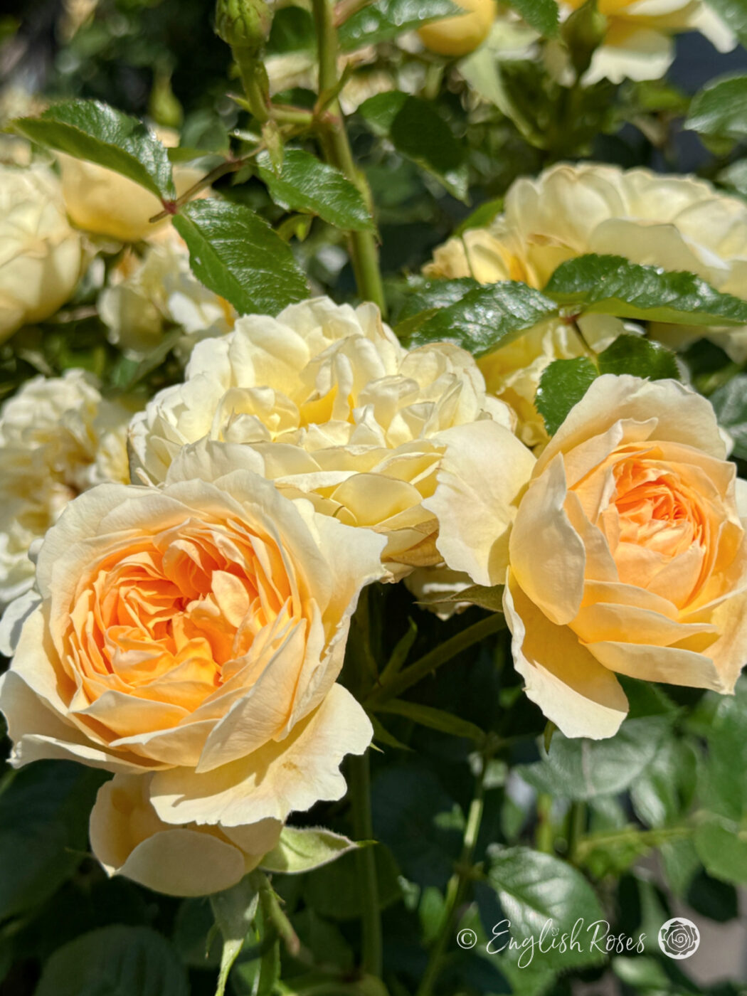 Fabulous Roses For 70th Birthday - Happy Birthday Patio Rose - English ...