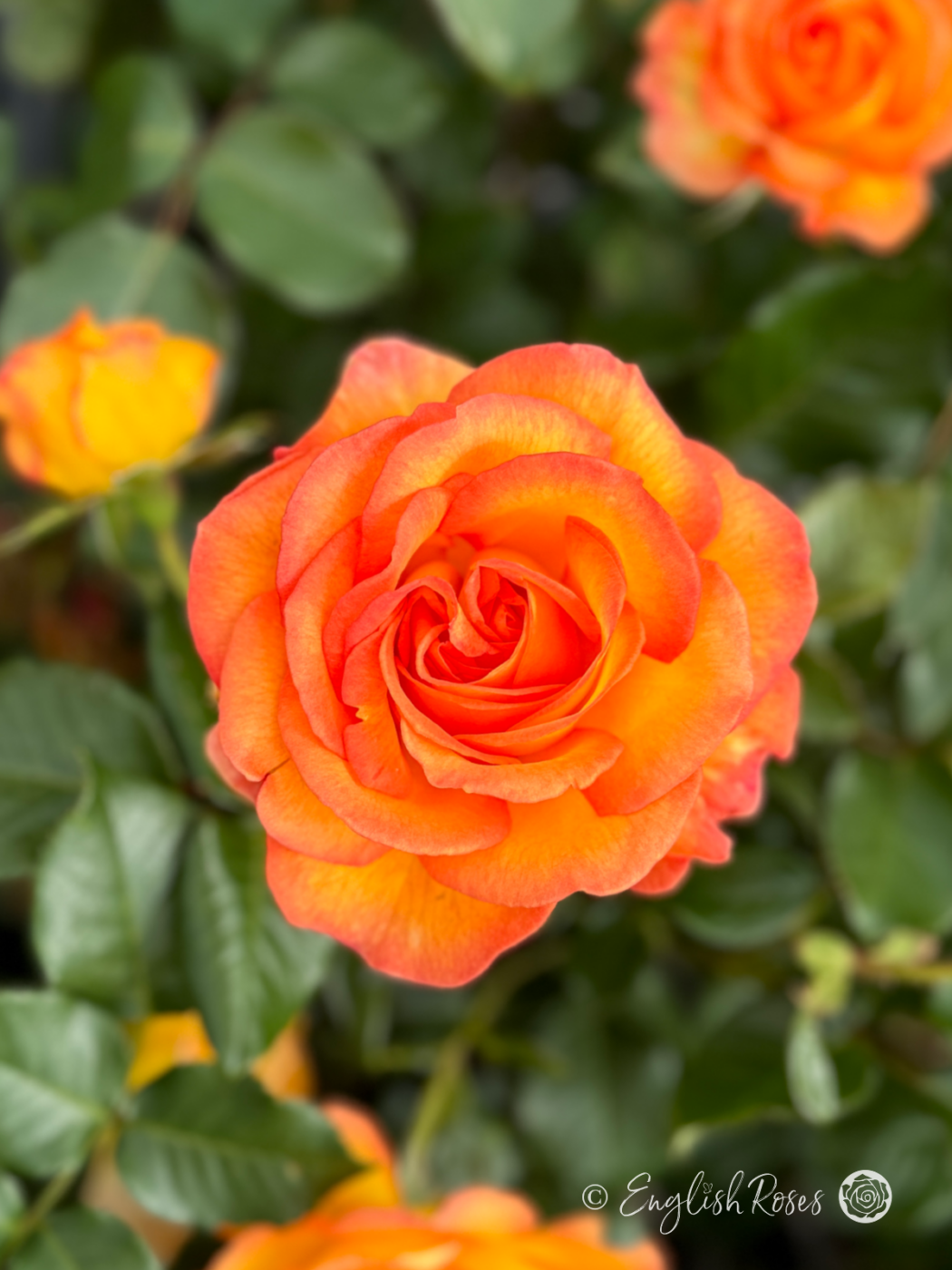 Planted 70th Birthday Rose Gift - Happy Birthday Rose - English Roses