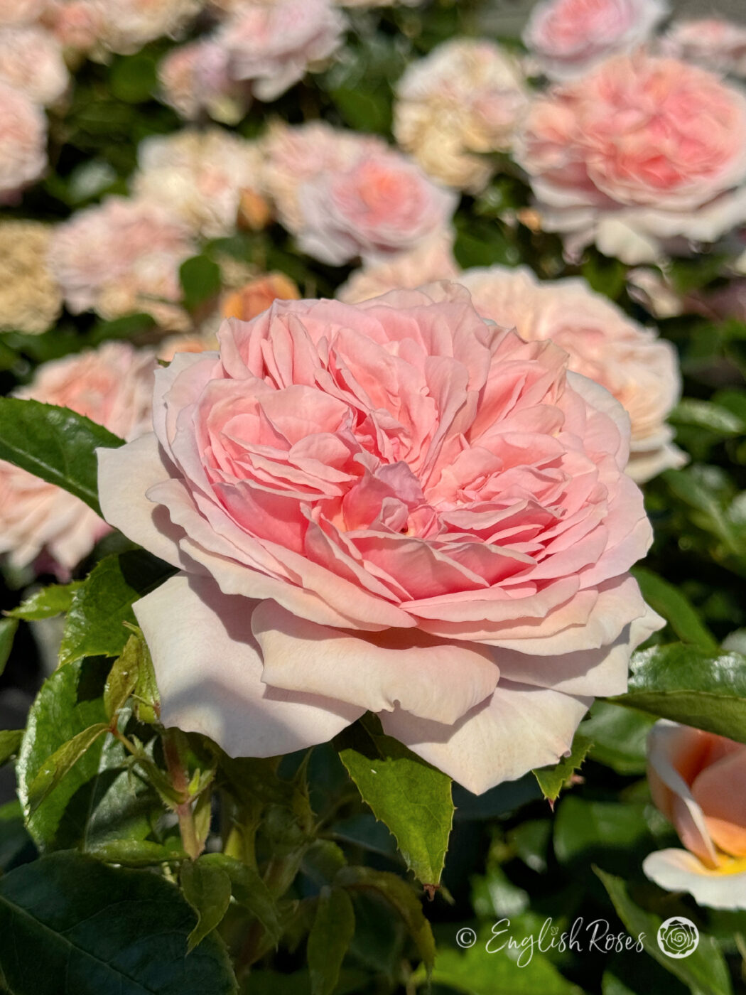 Fabulous Roses For 80th Birthday - Joie de Vivre Rose - English Roses
