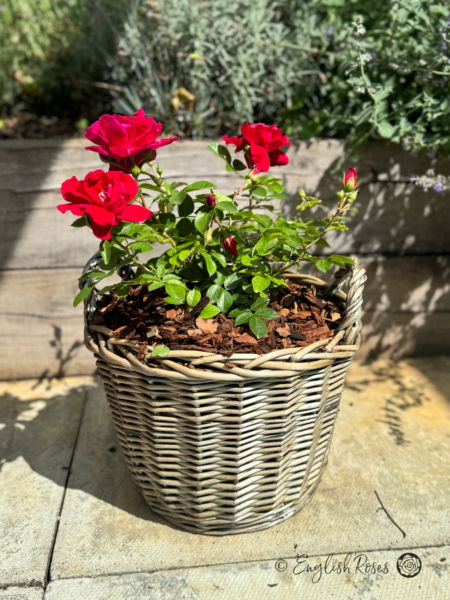 Gift Planted Valentines Roses - Patio Ready Roses - English Roses