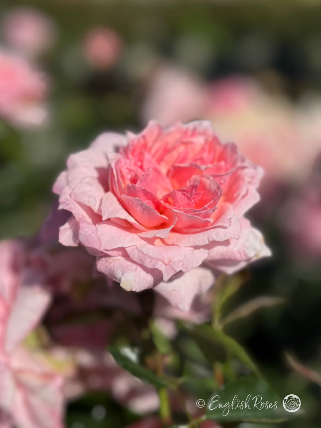 Named Roses Gifts - Roses With A Name - English Roses
