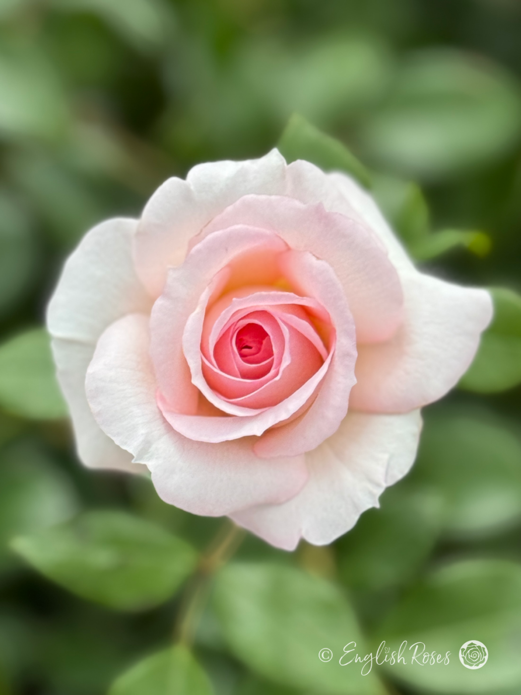 Pearl Rose - 30th Anniversary Gift - 30th Birthday - English Roses
