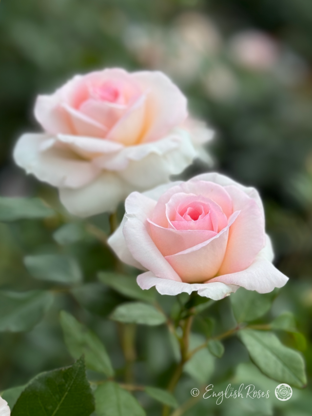 Pearl Rose - 30th Anniversary Gift - 30th Birthday - English Roses