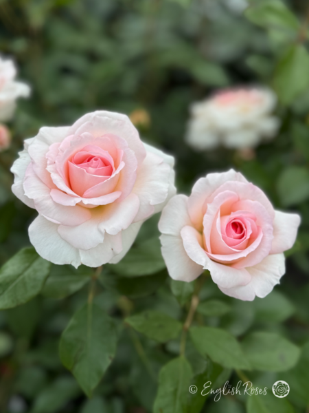Pearl Rose - 30th Anniversary Gift - 30th Birthday - English Roses