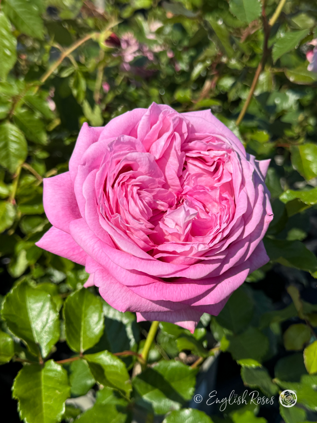 Dog Memorial Gift - Scented Remembrance Roses - English Roses