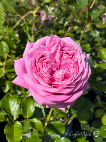 Named Roses Gifts - Roses With A Name - English Roses