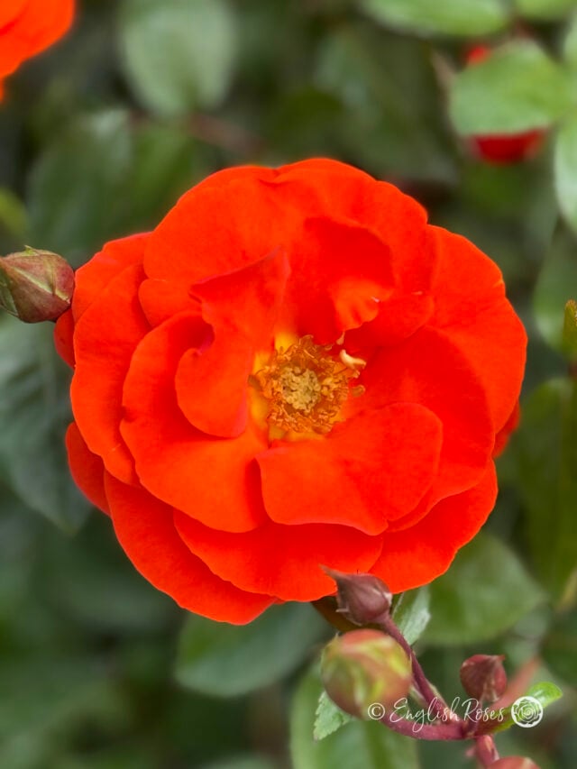60th Birthday Rose Gift - Belle De Jour Rose - English Roses