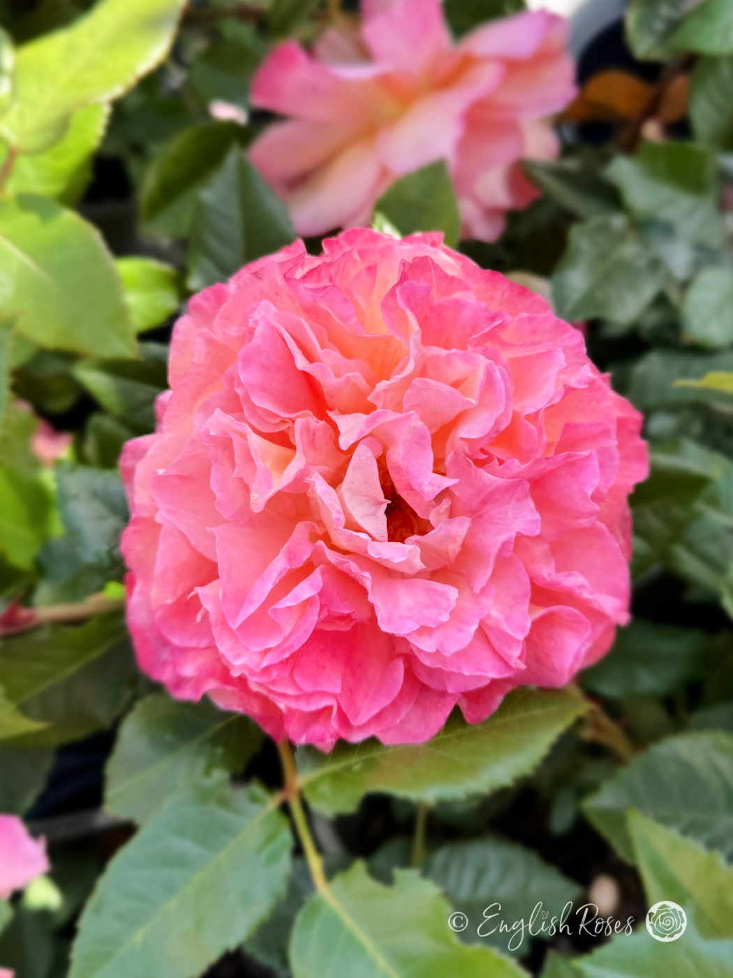Rachel Rose - Named Roses - Gifts For Rachel - English Roses