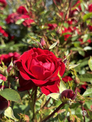 Named Roses Gifts - Roses With A Name - English Roses