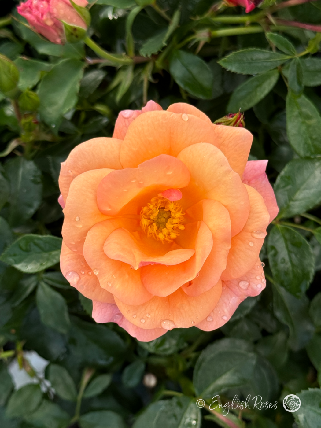 Summer Beauty Rose - Award Winning Roses - English Roses