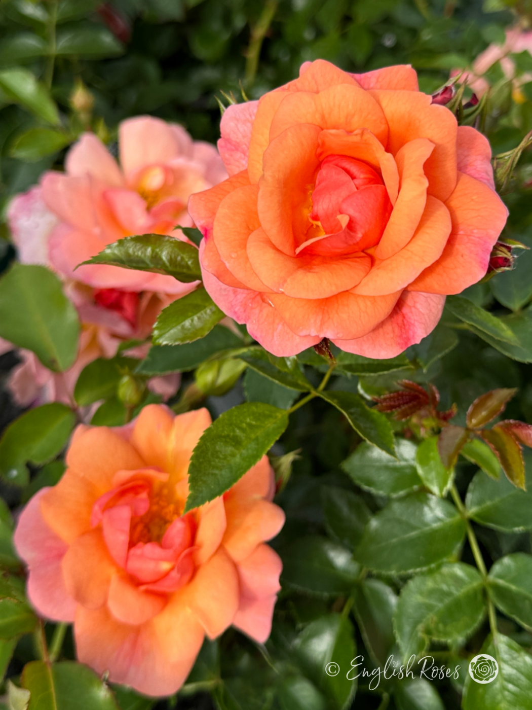 Summer Beauty Rose - Award Winning Roses - English Roses
