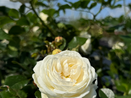 Beautiful Birthday & Anniversary Garden Roses | English Roses
