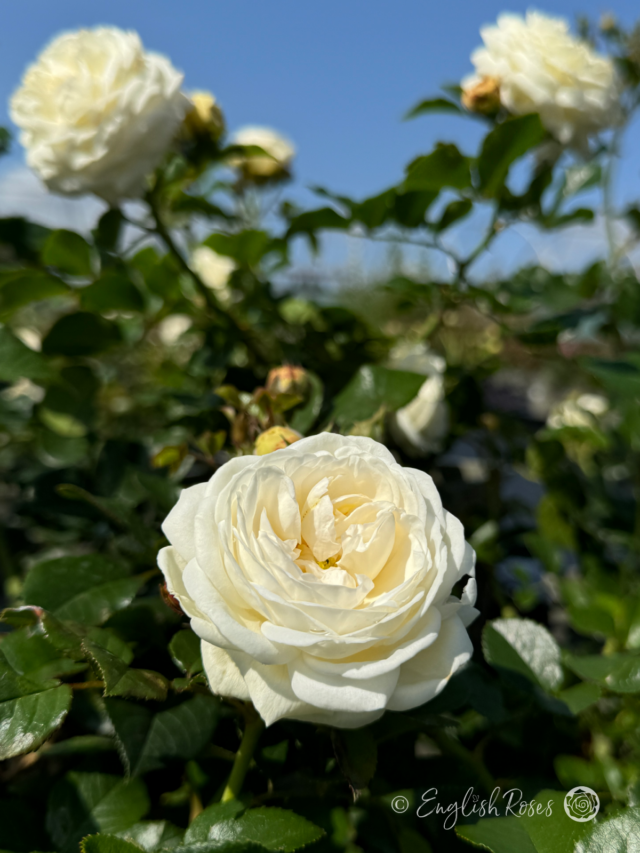 Sweet Child Of Mine Rose - Eco-Friendly Gifts - English Roses