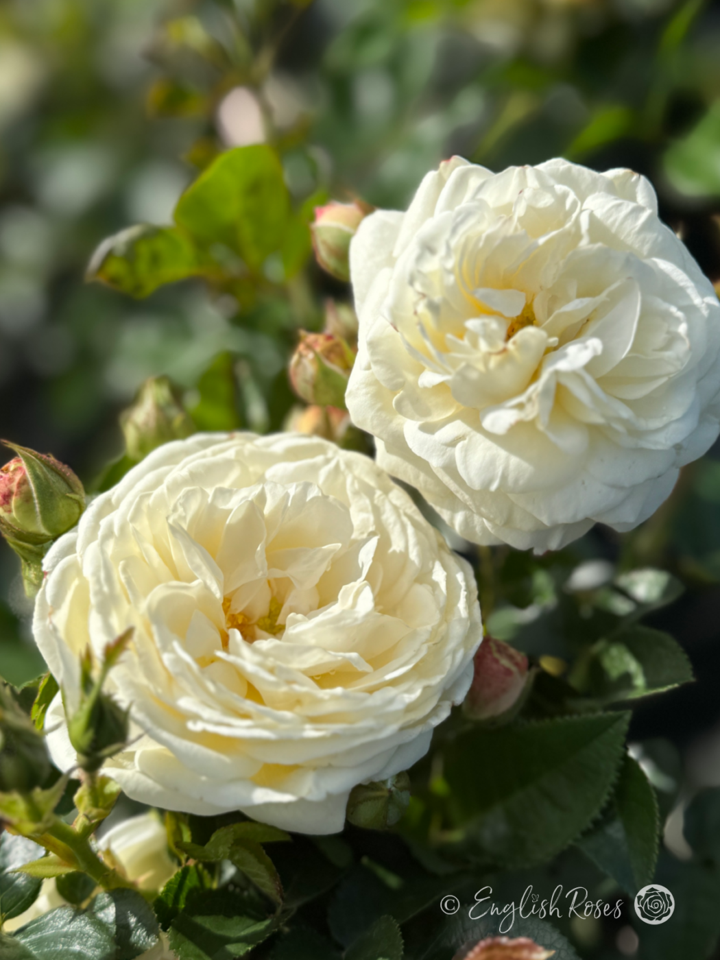 Sweet Child Of Mine Rose - Eco-Friendly Gifts - English Roses