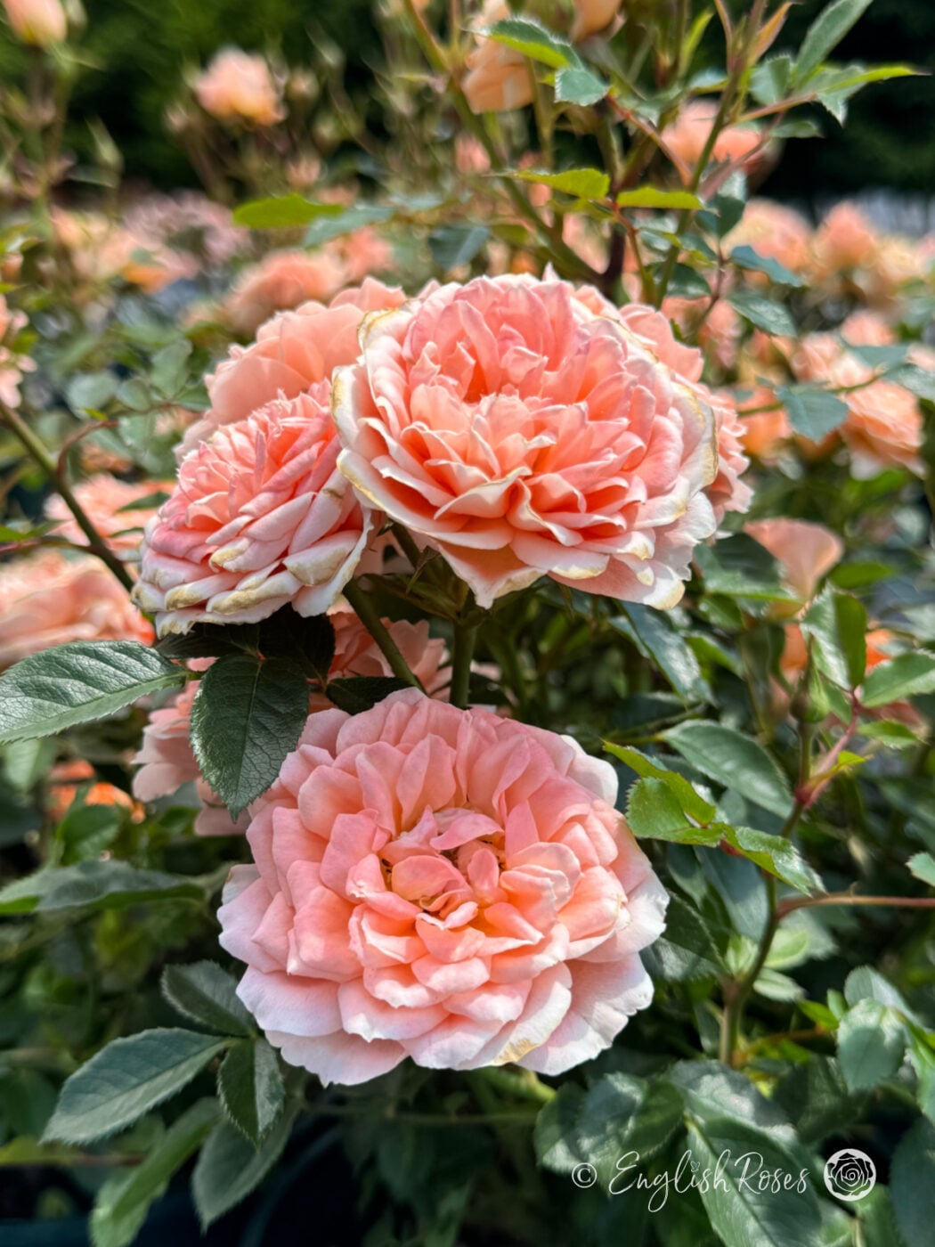 Sweet Dream Rose - Miscarriage Memorial - Memorial Roses - English Roses
