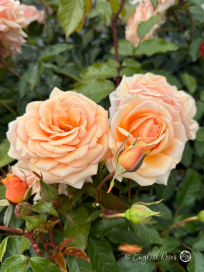 You're My Everything Rose - Rose Of The Year 2025 - English Roses