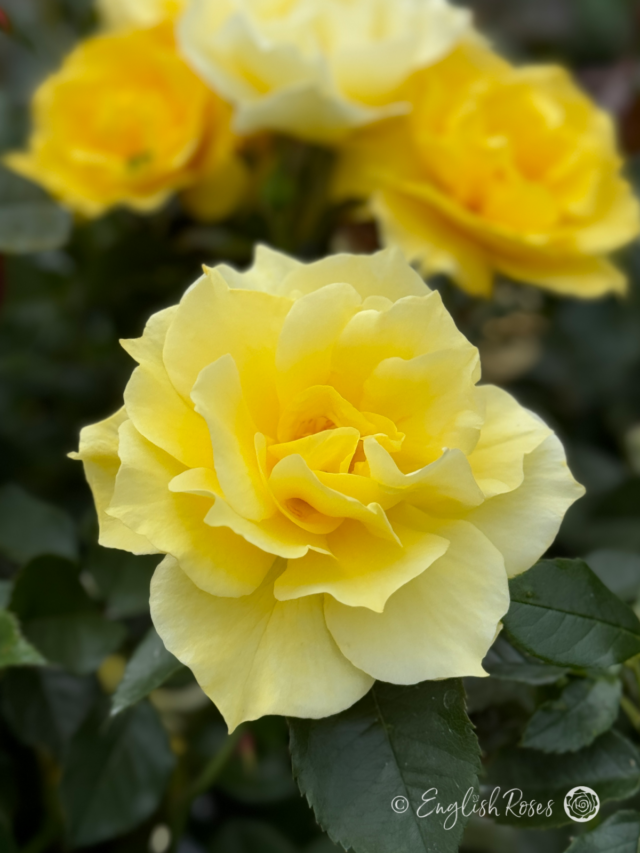 Sweet Remembrance Rose - Memorial Roses - English Roses