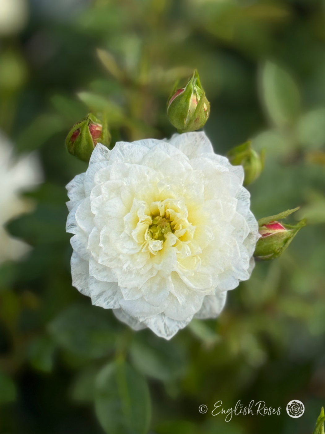 Diamond Wedding Rose Gift- White Patio Rose - English Roses
