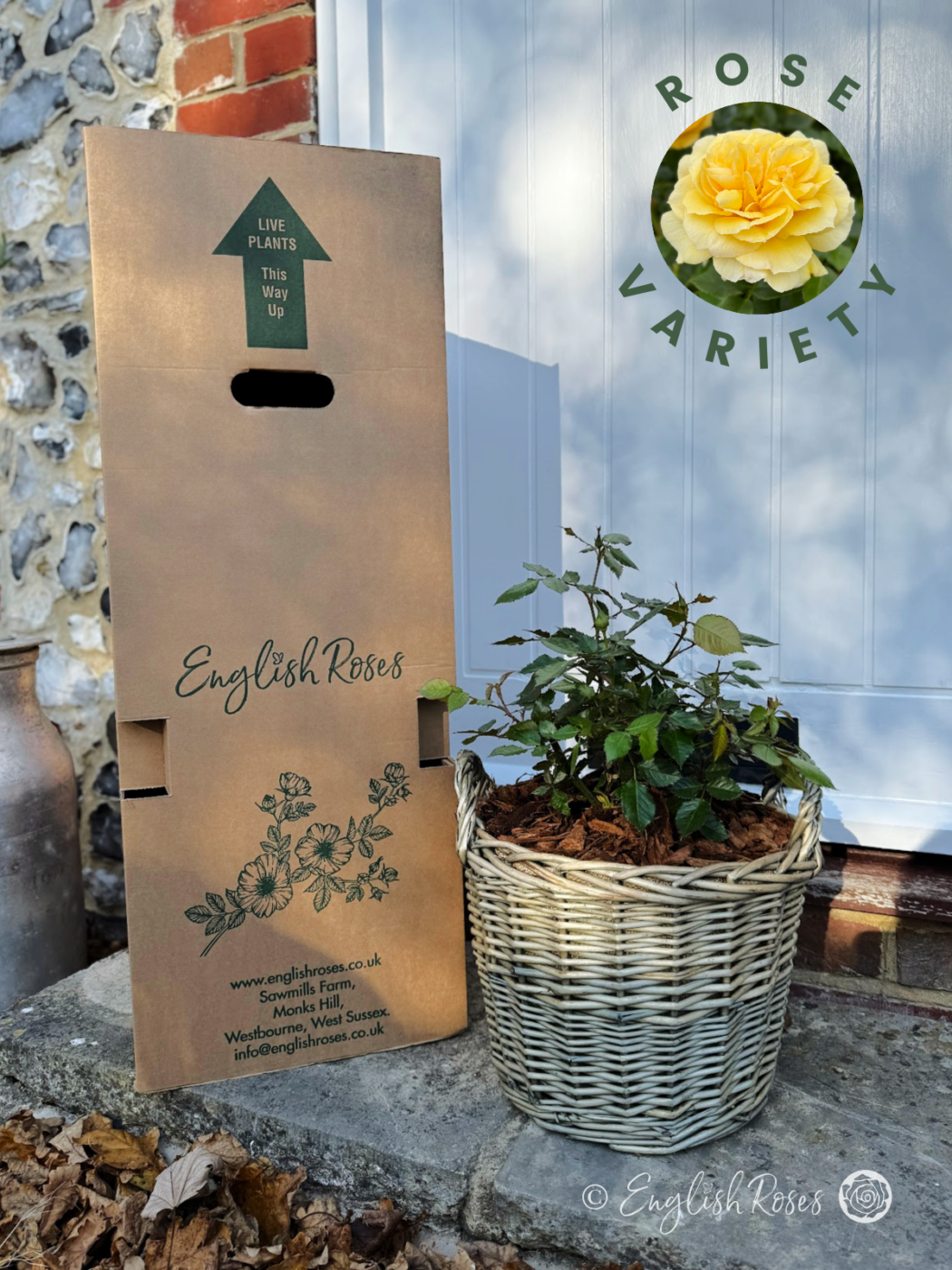 Gift Planted Roses - Pre-Planted Rose Baskets - English Roses