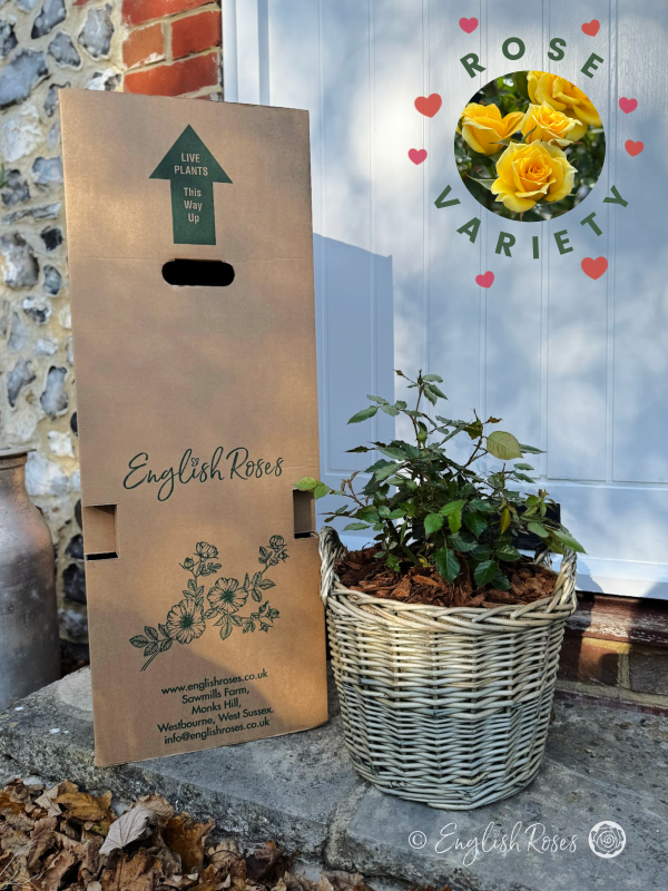 Gift Planted Roses - Pre-Planted Rose Baskets - English Roses