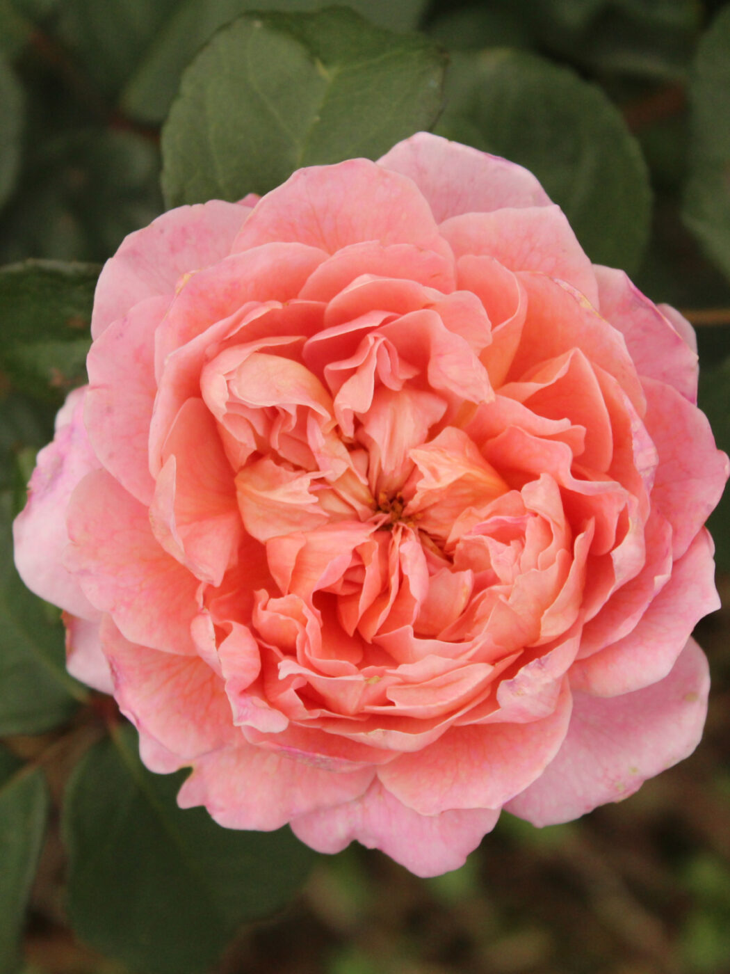 20th Anniversary Rose - Fragrant Anniversary Hybrid Tea Roses - English ...