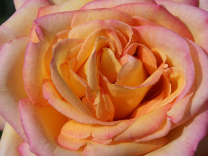 Nice Day Rose - Scented Climbing Rose Gifts - English Roses