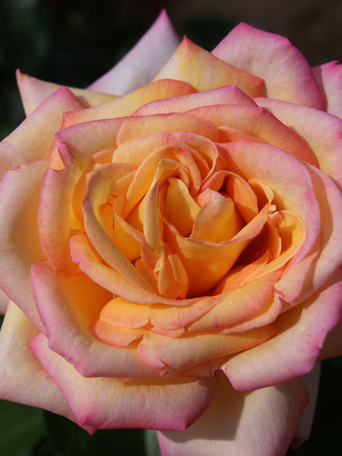 M / N Roses - Rose Gifts For All Occasions - English Roses