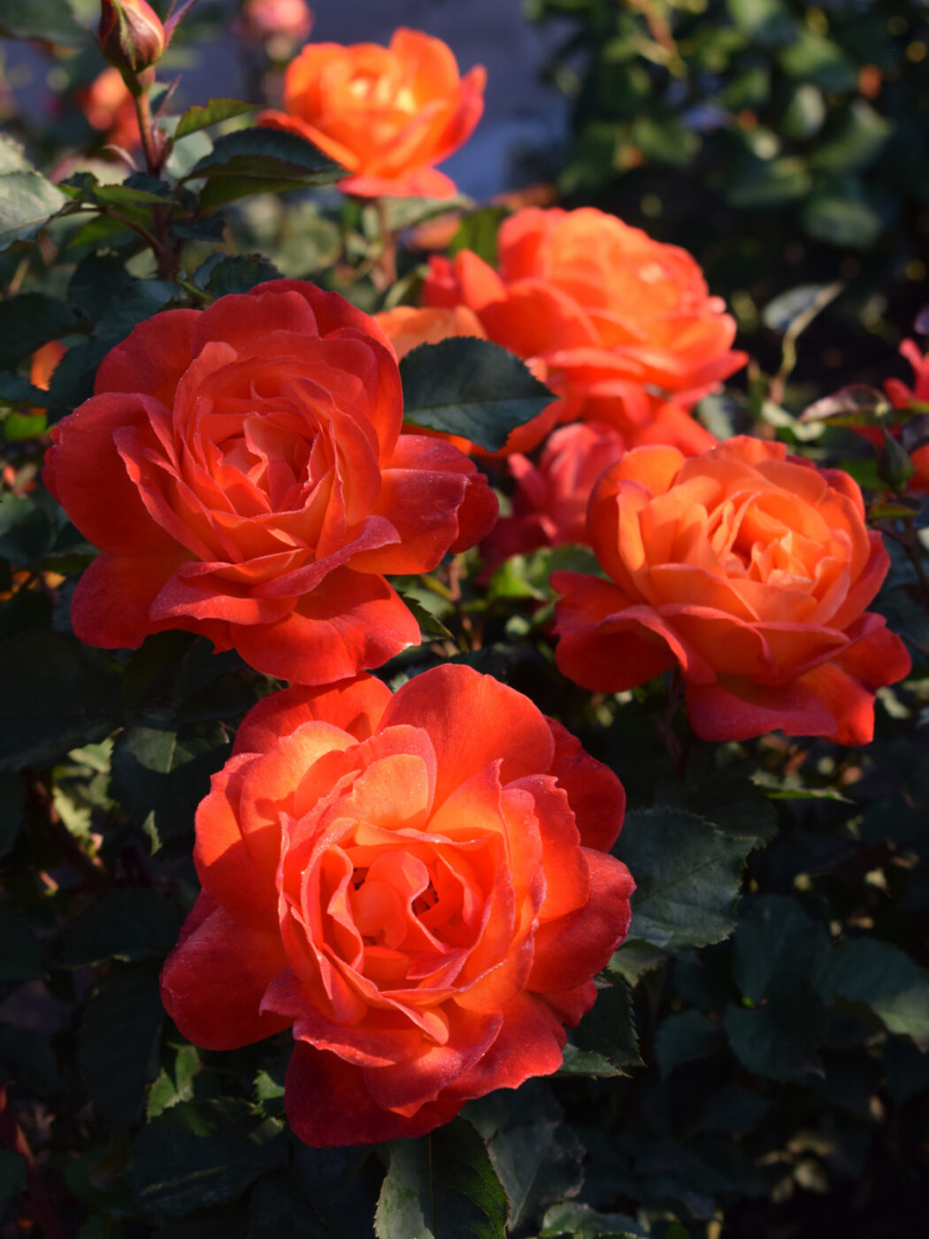 Super Trouper Rose - Vibrant Orange-Red Flowers From English Roses