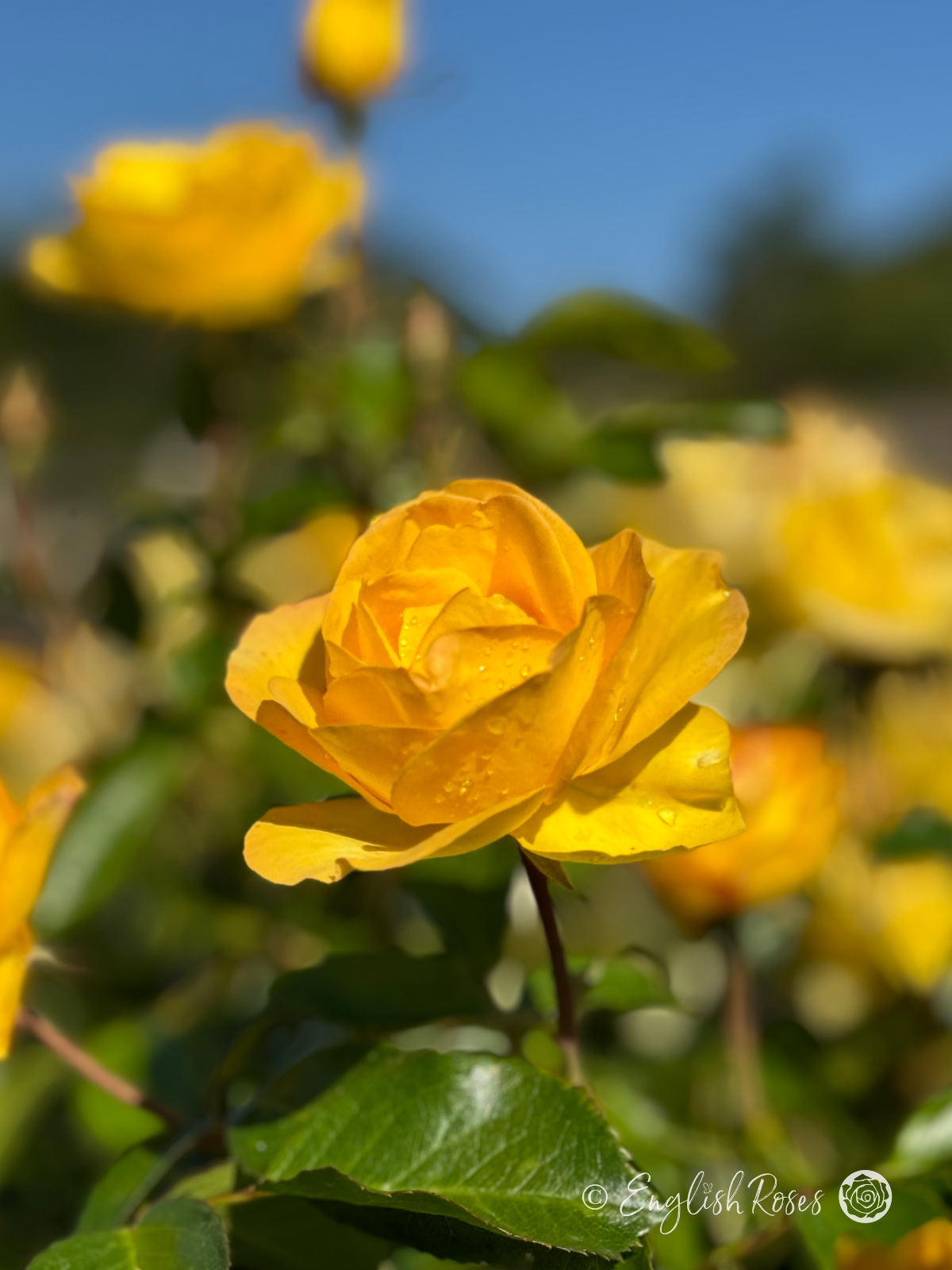 Gifts For Grandma - Rose Gifts For Any Occasion - English Roses