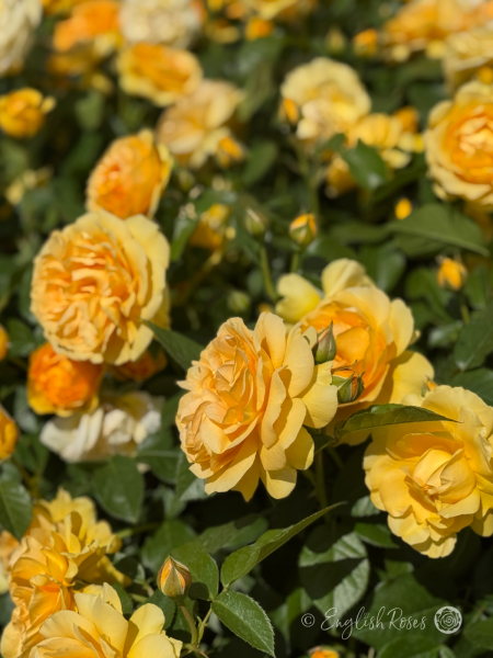 Named Roses Gifts - Roses With A Name - English Roses