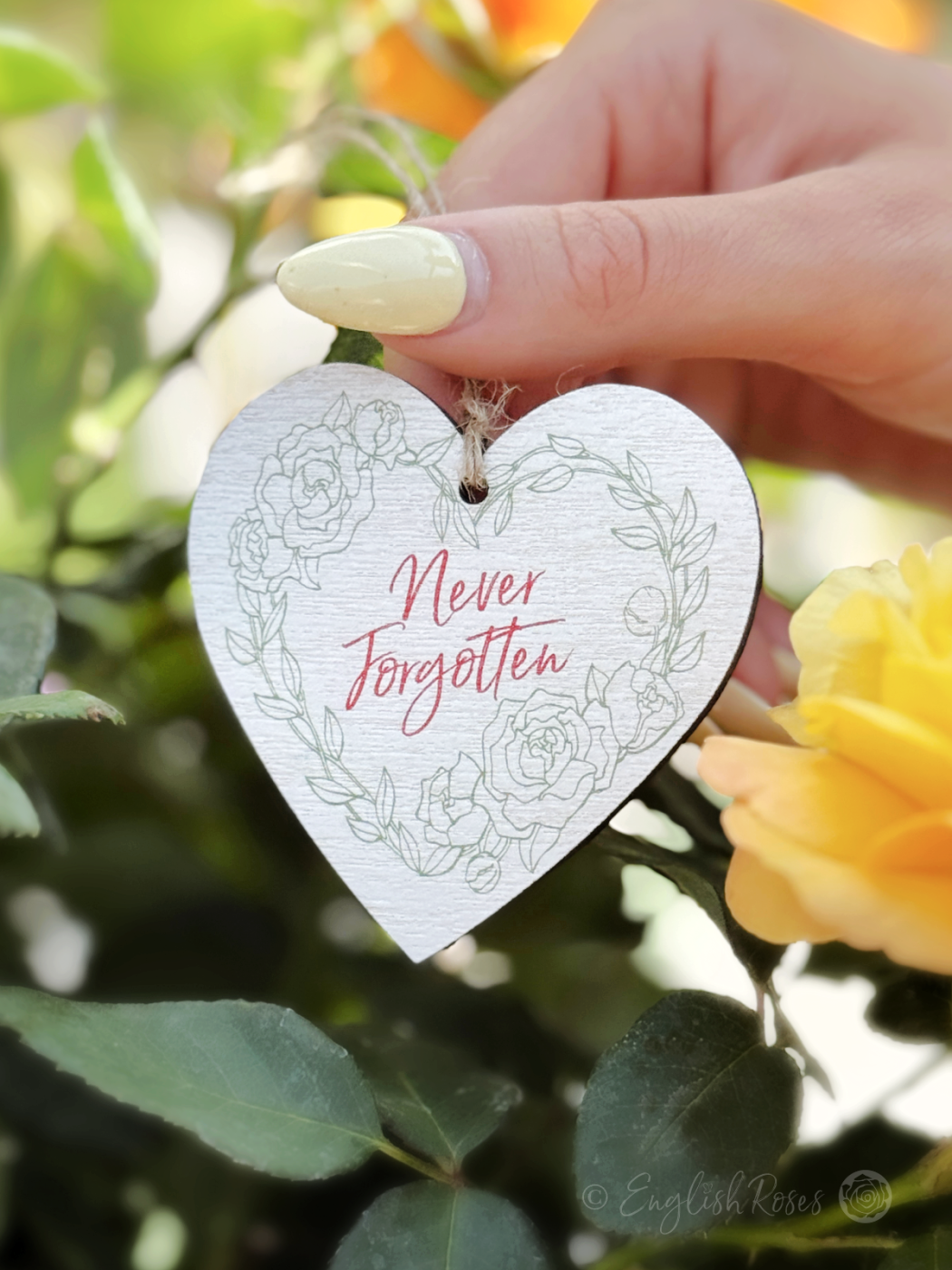 Planted Scented White Rose - Margaret Merril Rose - English Roses