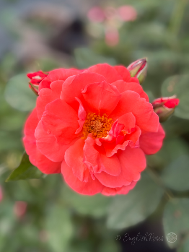 60th Wedding Anniversary Gifts - Diamond Anniversary - English Roses