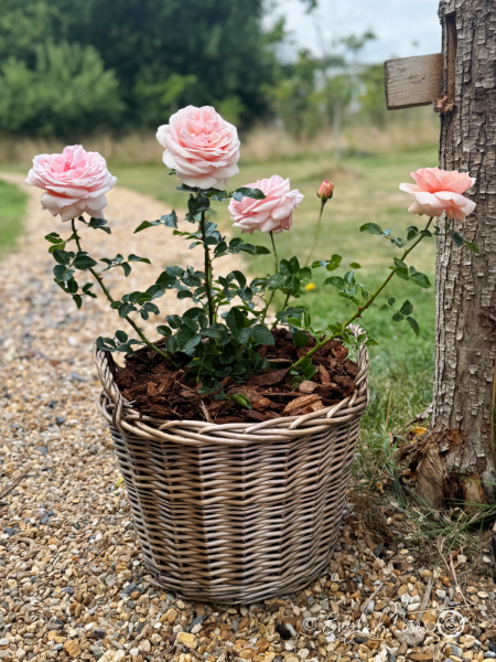 Do you have a rose called...? - English Roses