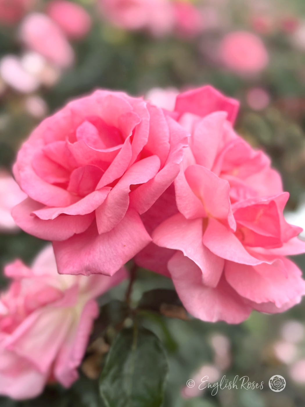 Award Winners - Gold Standard Roses - ROTY Award- English Roses