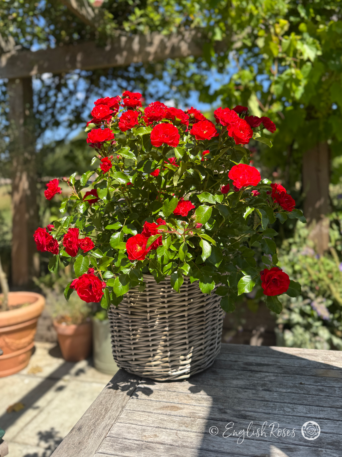 Do you have a rose called...? - English Roses
