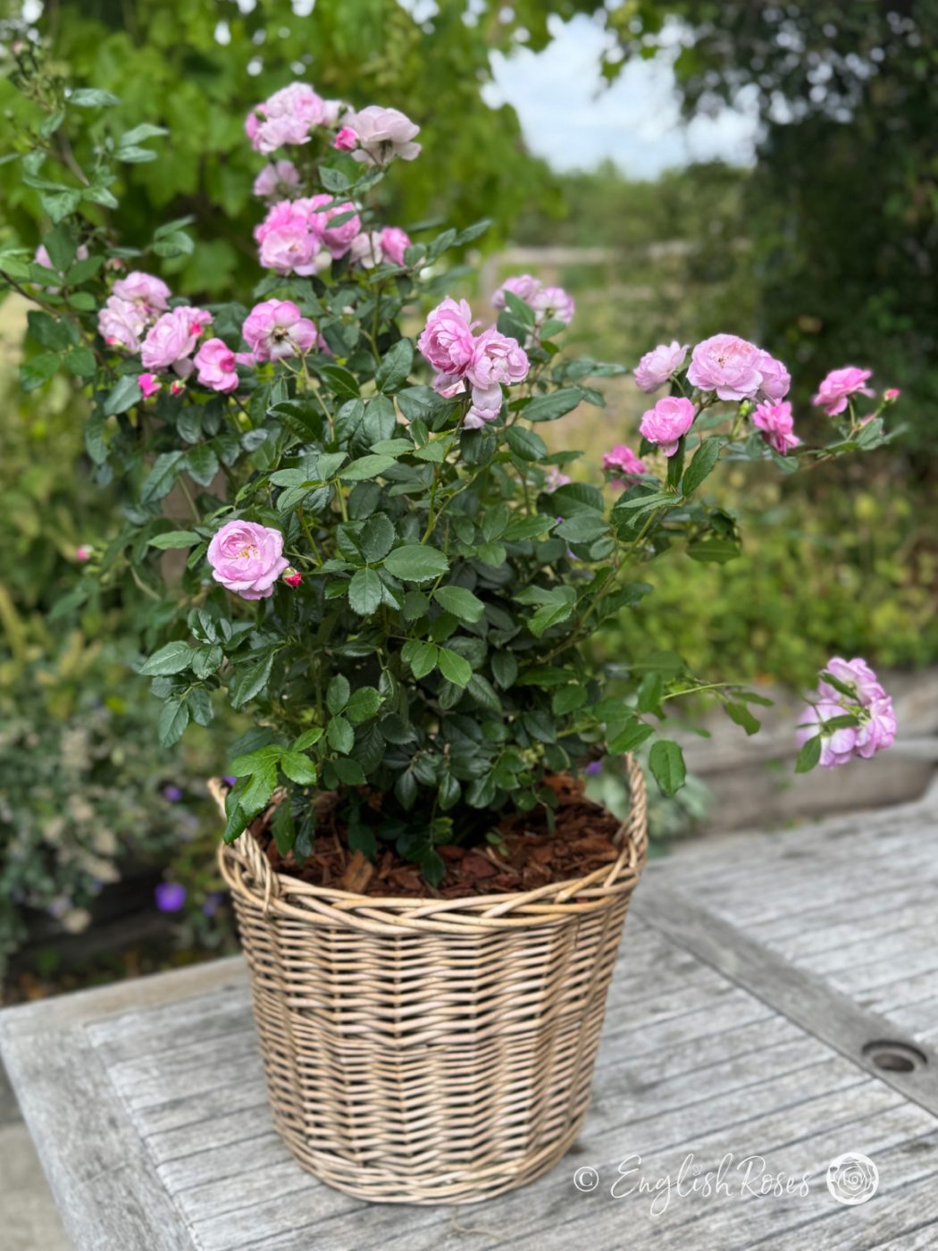 English Roses - Garden Inspired Gifts - Personalised Gift Wrap