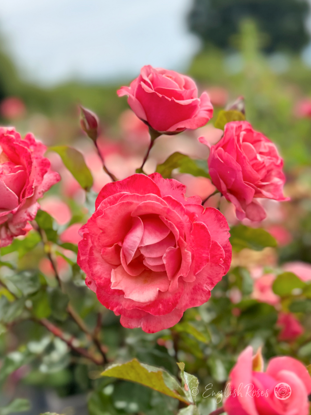 Truly Scrumptious Rose - Sustainable Gifts For All Occasions - English ...