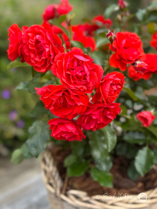 Trumpeter Rose - Personal Gifts for Any Occasion - English Roses
