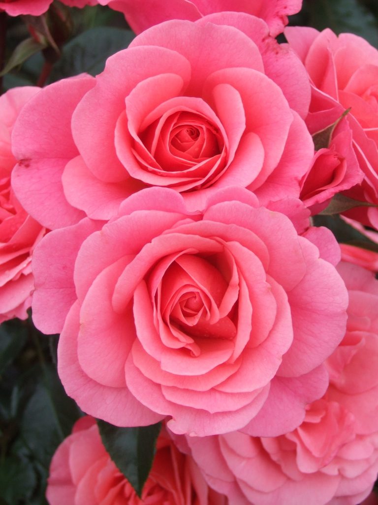 Named Roses Gifts - Roses With A Name - English Roses