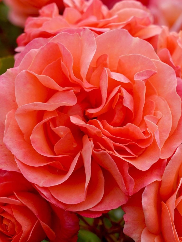 Coral Gardens Rose - Rose of The Year 2026 - English Roses