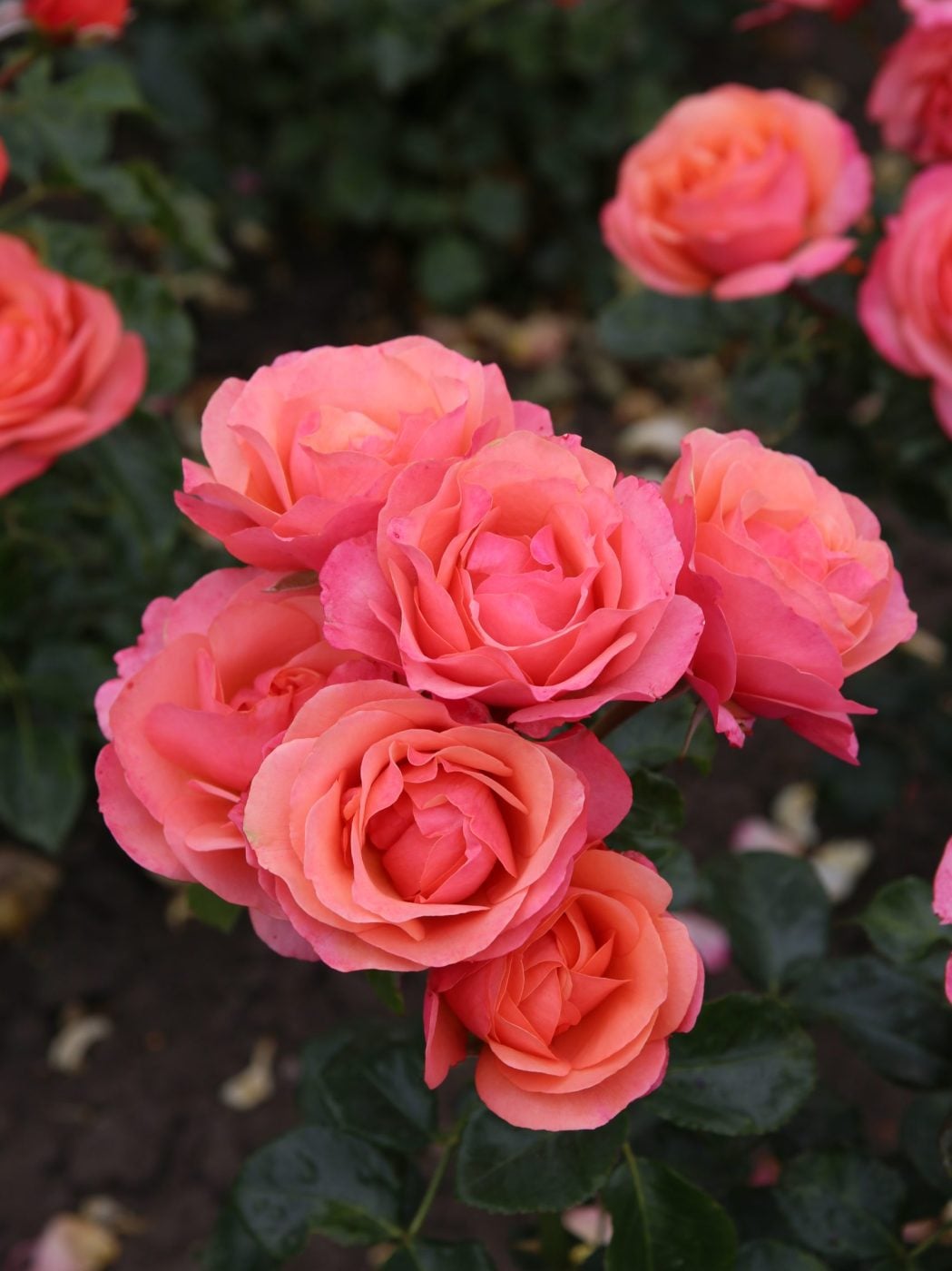 Coral Gardens Rose - Rose of The Year 2026 - English Roses