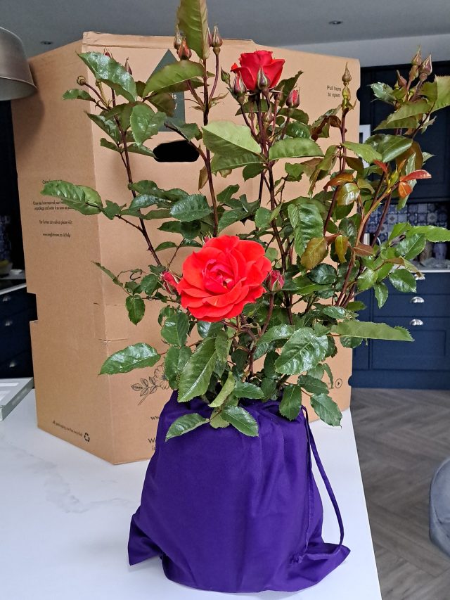 Fabulous Roses For 60th Birthday - Precious Love Rose - English Roses