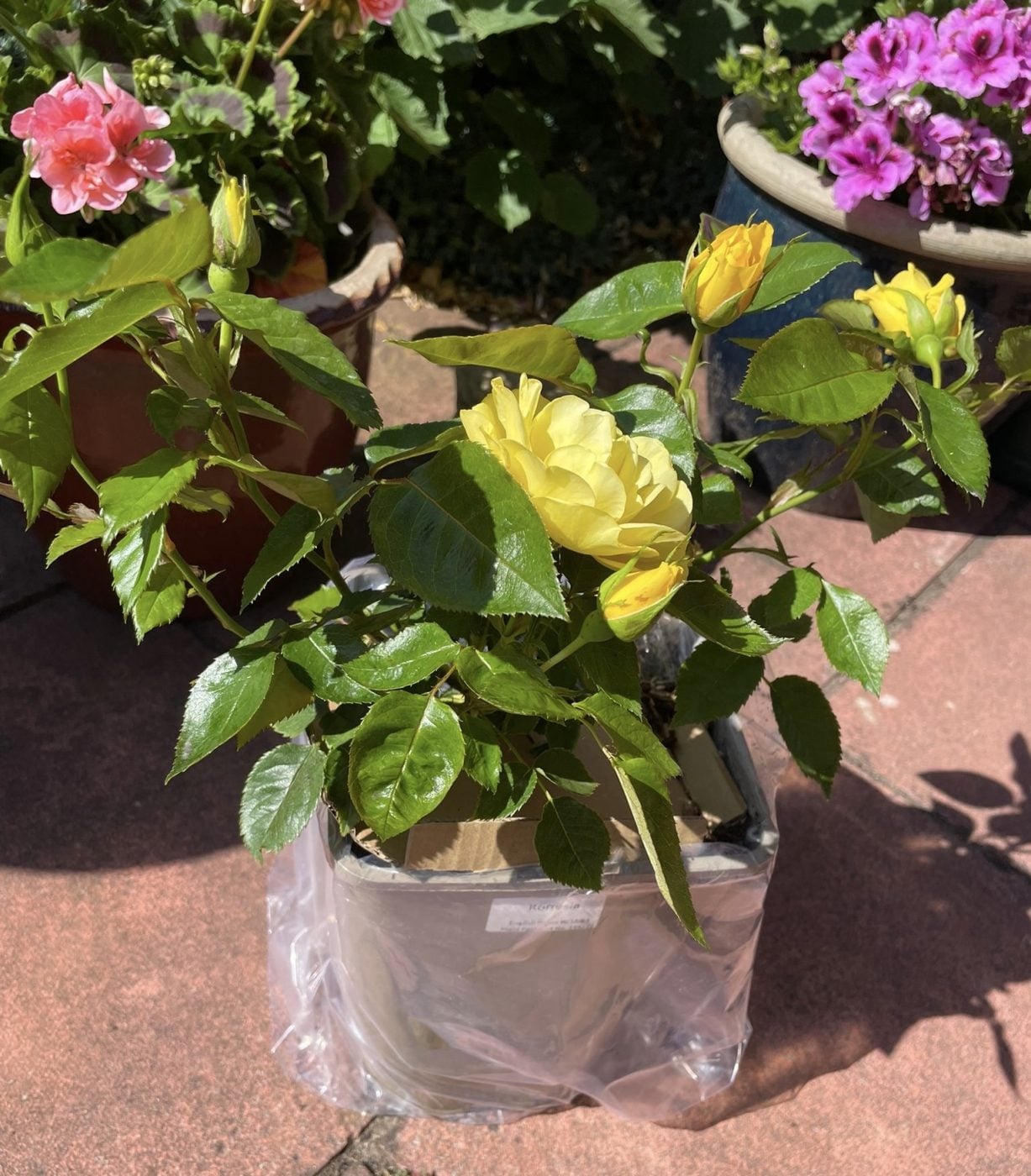 Never Forgotten Gift - Korresia Rose - English Roses