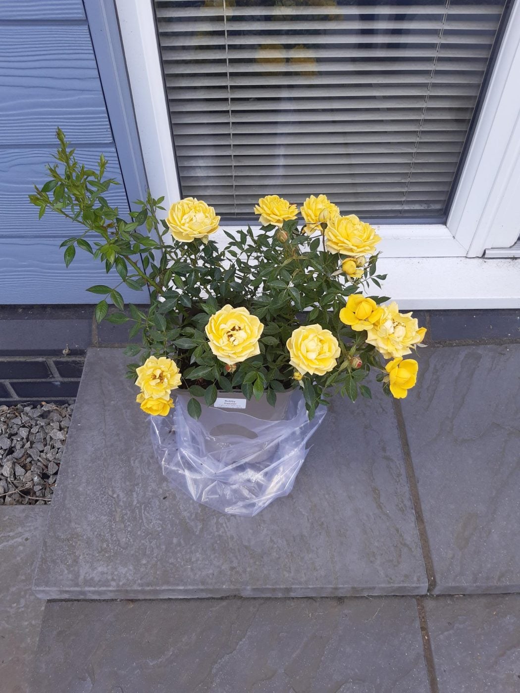 Bobby Dazzler Rose - Yellow Roses - English Roses