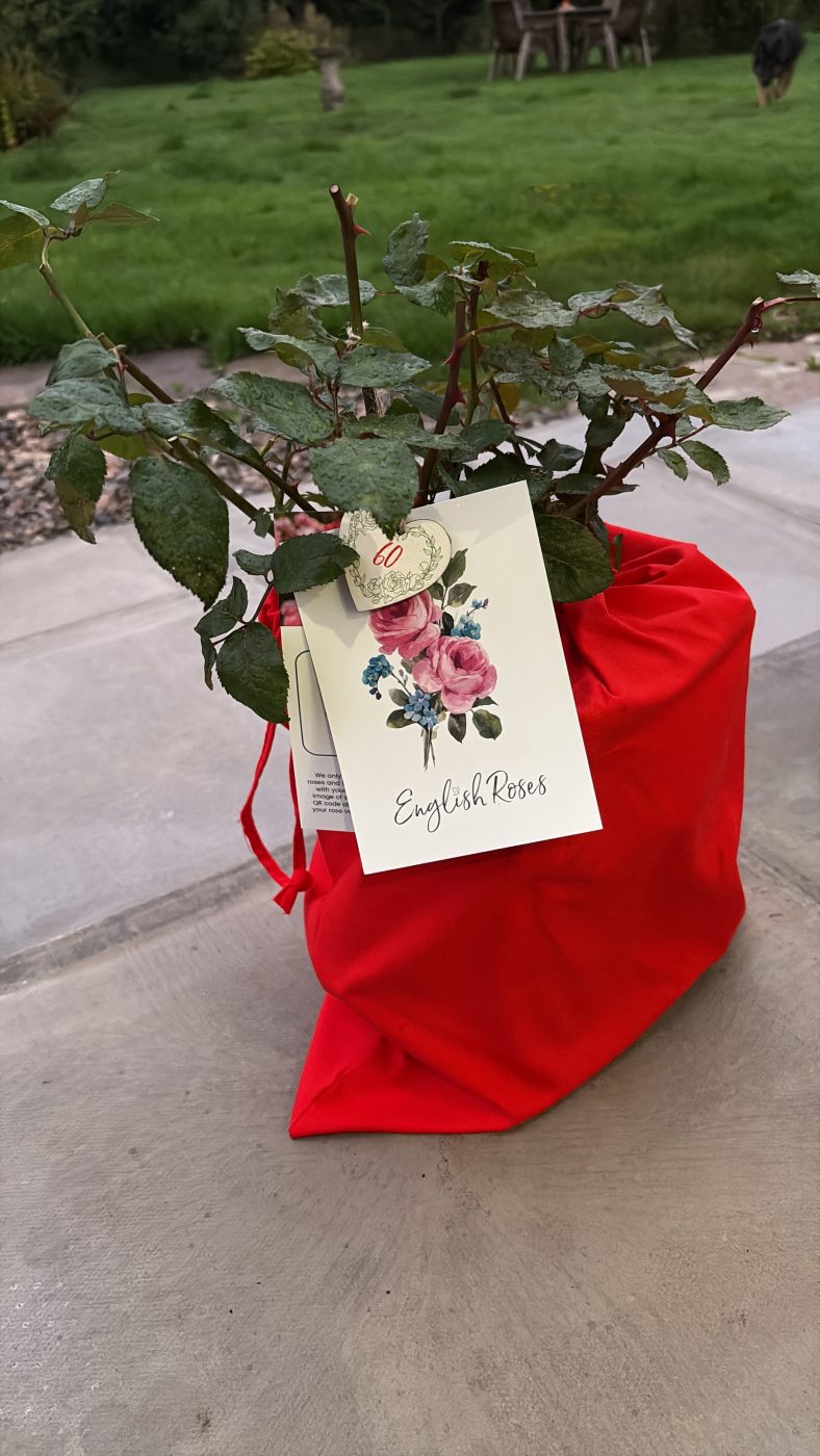 60th Birthday Gift - Fab @ 60 Rose - English Roses