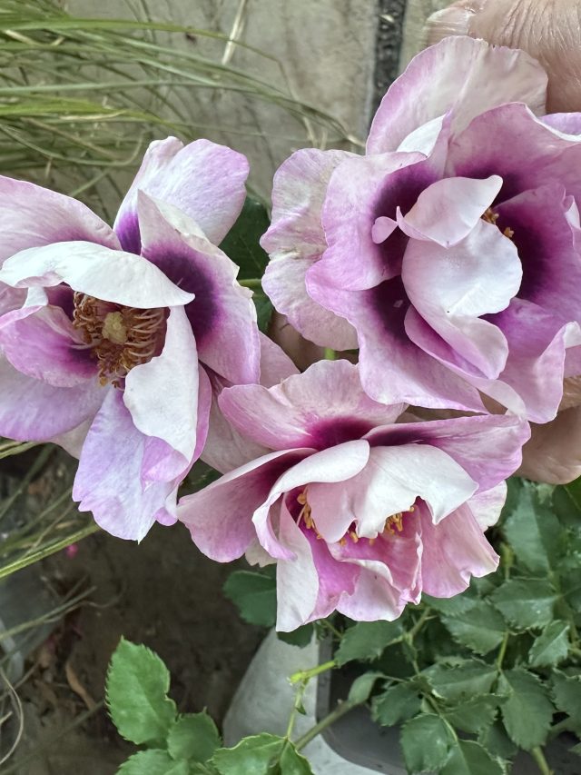 60th Wedding Anniversary Gift - Diamond 60th - English Roses