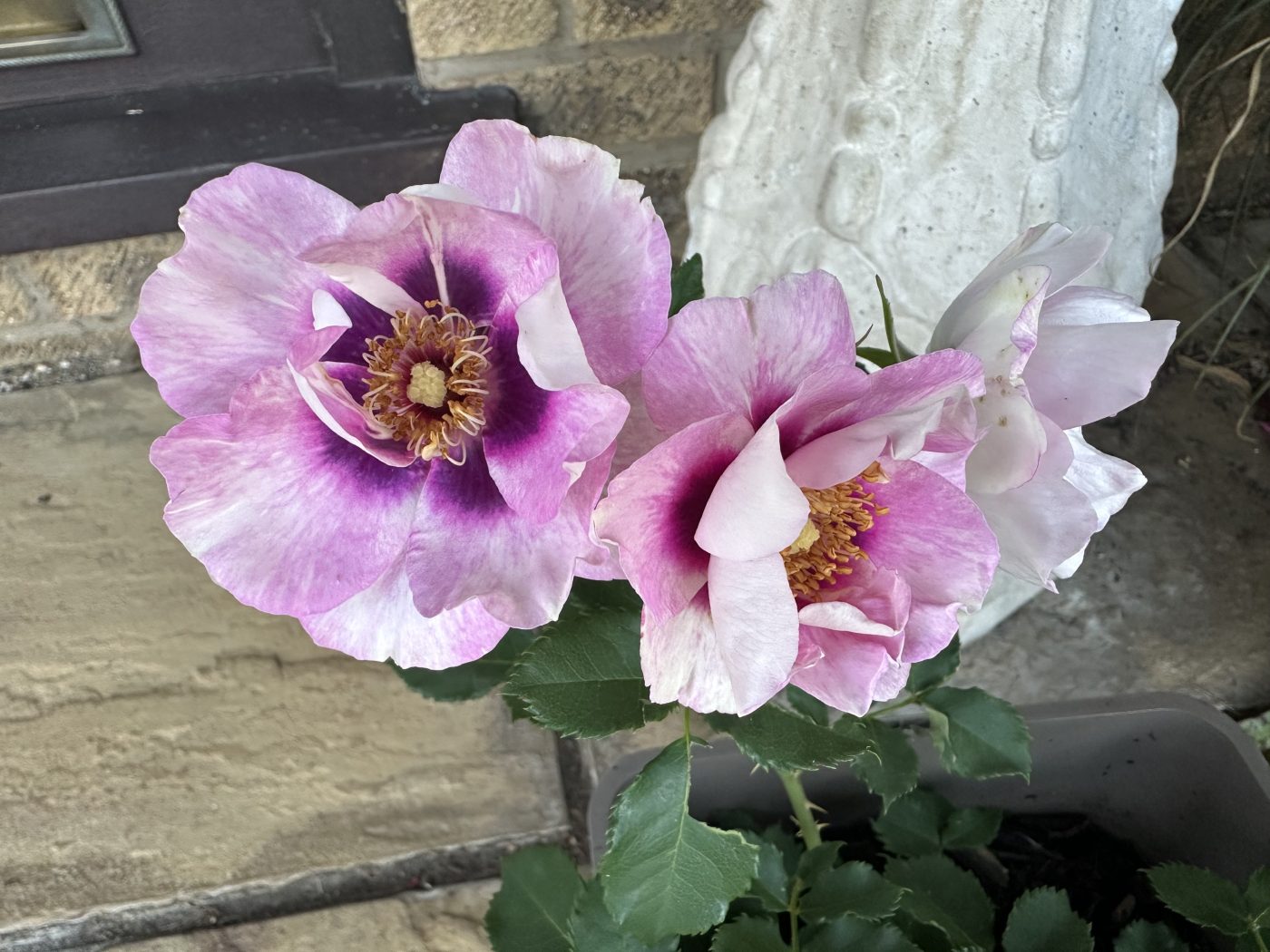 60th Wedding Anniversary Gift - Diamond 60th - English Roses