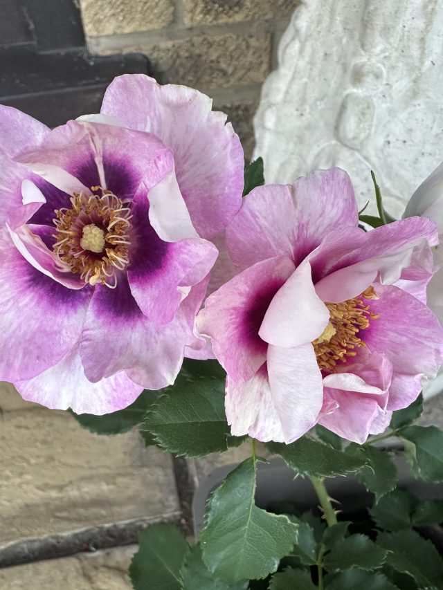 60th Wedding Anniversary Gift - Diamond 60th - English Roses