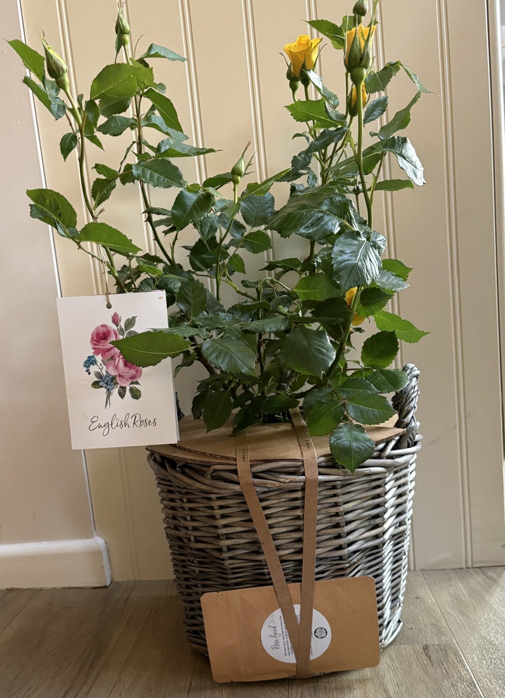 Never Forgotten Gift - Korresia Rose - English Roses