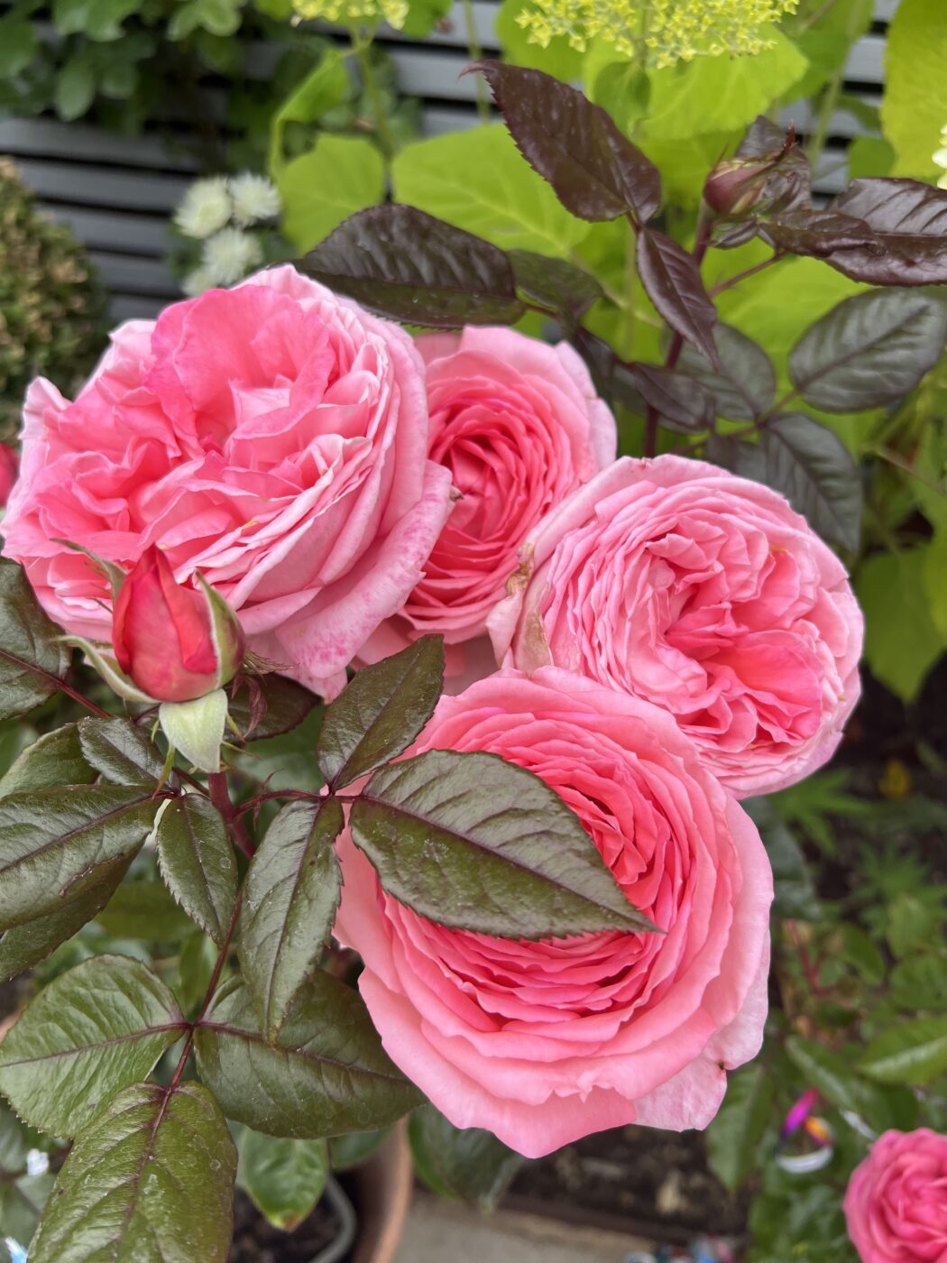60th Birthday Gift Ideas - Pink Perfection Rose - English Roses